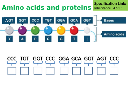 AQA KS4 GCSE Biology (Science) Protein Synthesis Lesson & Activities ...