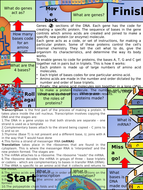 AQA KS4 GCSE Biology (Science) Protein Synthesis Lesson & Activities ...