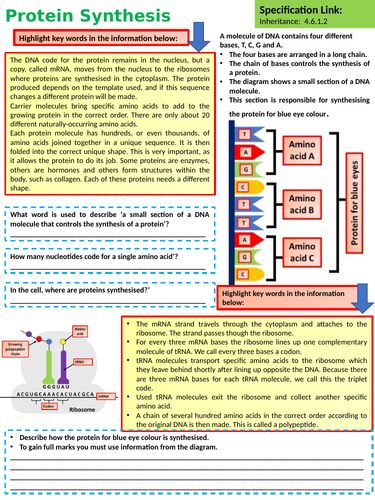 AQA KS4 GCSE Biology (Science) Protein Synthesis Lesson & Activities ...
