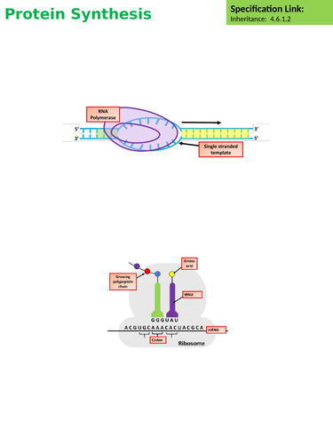 AQA KS4 GCSE Biology (Science) Protein Synthesis Lesson & Activities ...