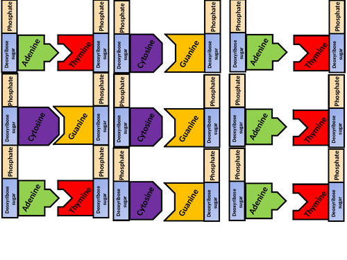 AQA KS4 GCSE Biology (Science) DNA & the Genome Lesson & Activities ...