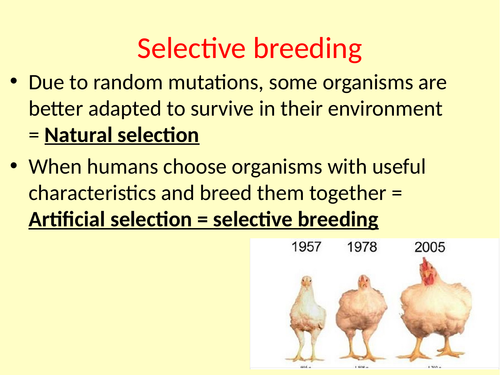 Selective Breeding - Edexcel 9-1 Biology | Teaching Resources