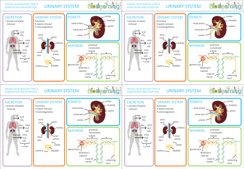 IGCSE Biology (9-1) Topic 8 (Homeostasis and Excretion) - Revision ...