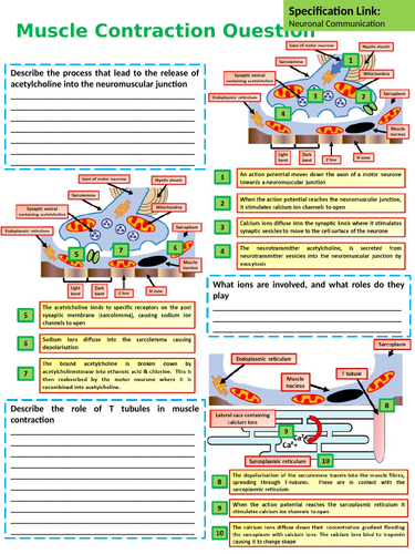 FREE GCSE A Level Biology Muscle Contraction Practice Exam Question ...