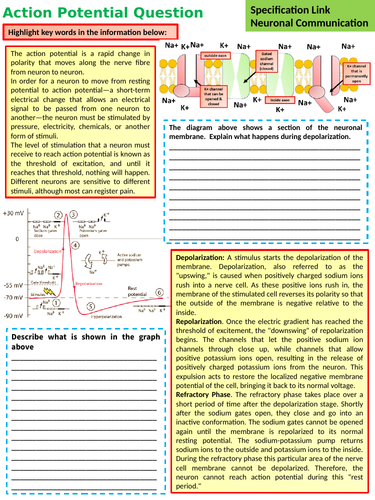 FREE GCSE A Level Biology Action Potentials Practice Exam Question ...