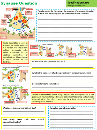 120 Synapses Biology Notes For A Level