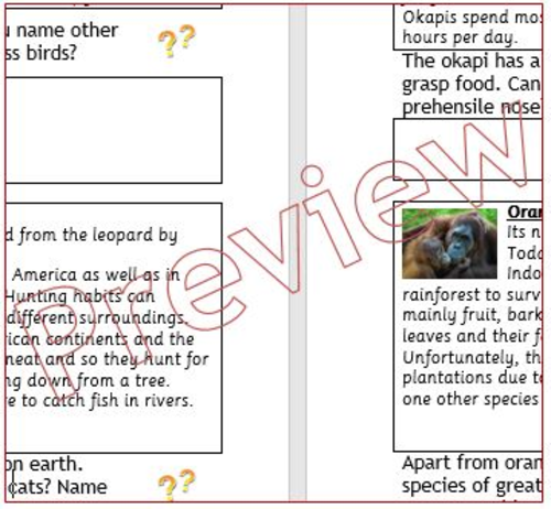 Rainforest KS2 Thinking Activities | Teaching Resources
