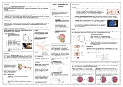 Unit 5 Homeostasis and Response - summary for separate Biology AQA ...