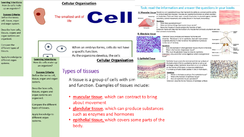 Tissues and Organs AQA B3.1 | Teaching Resources