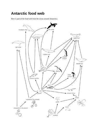 Food chains and food webs | Teaching Resources