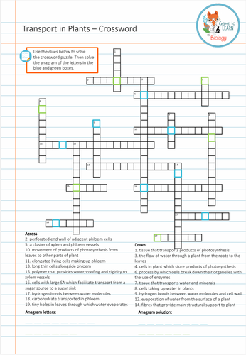 Transport in Plants - Crossword (KS5) | Teaching Resources