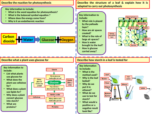 AQA KS4 GCSE Biology (Science) Bioenergetics Revision Flashcards ...