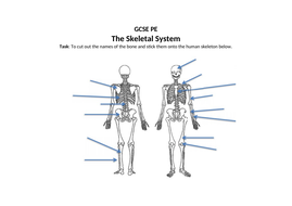 GCSE PE/Dance Skeletal System Activity Sheet | Teaching Resources