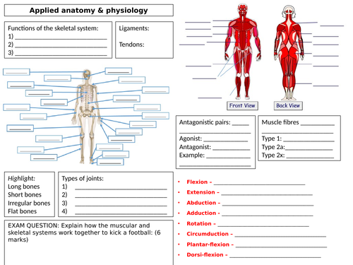 Edexcel GCSE PE (2016) Component 1 revision worksheets and question ...