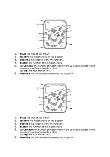 CIE IGCSE Unit: Organisation of the Organism | Teaching Resources