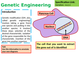 KS4 AQA GCSE Biology (Science) Genetic Engineering Lesson & Activities ...