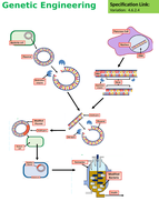 KS4 AQA GCSE Biology (Science) Genetic Engineering Lesson & Activities ...