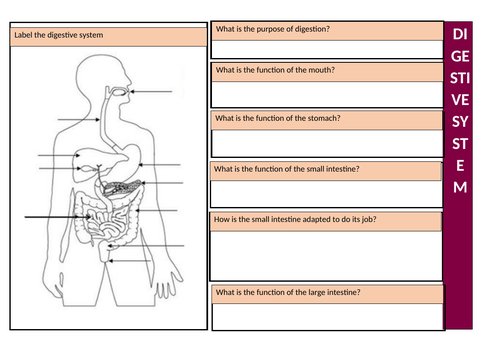AQA B2 Organisation Summary Question Sheets | Teaching Resources