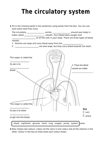 Organ systems WHOLE UNIT - Exploring science (Year 7) | Teaching Resources