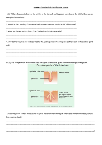 IB Biology OPTION D 2 - Digestion | Teaching Resources