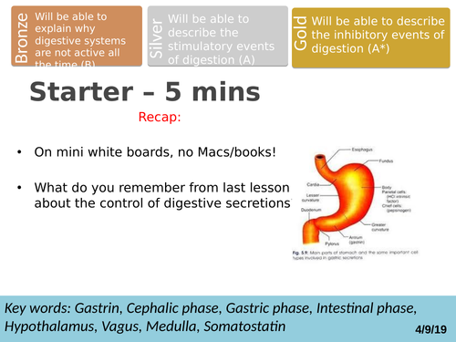 IB Biology OPTION D 2 - Digestion | Teaching Resources