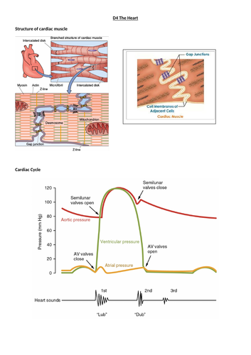 IB Biology OPTION D 4 - The Heart | Teaching Resources