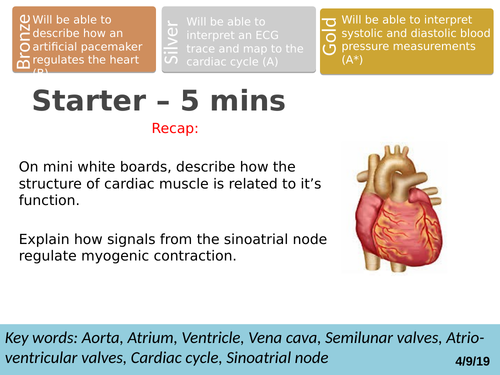 IB Biology OPTION D 4 - The Heart | Teaching Resources