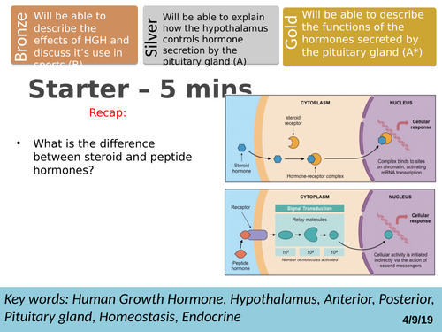 IB Biology OPTION D 5 (HL) - Hormones and metabolism | Teaching Resources