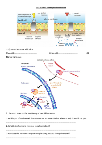 IB Biology OPTION D 5 (HL) - Hormones and metabolism | Teaching Resources