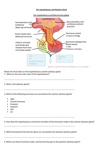 IB Biology OPTION D 5 (HL) - Hormones and metabolism | Teaching Resources