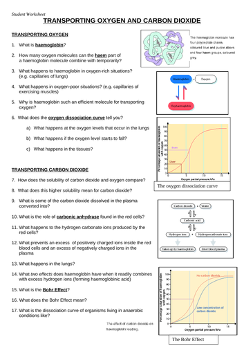 IB Biology OPTION D 6 (HL) - Transport of respiratory gases | Teaching ...