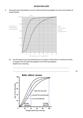 IB Biology OPTION D 6 (HL) - Transport of respiratory gases | Teaching ...