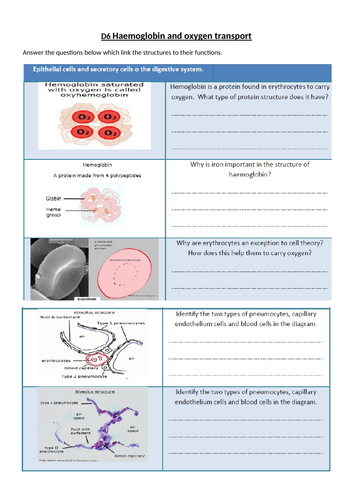 IB Biology OPTION D 6 (HL) - Transport of respiratory gases | Teaching ...