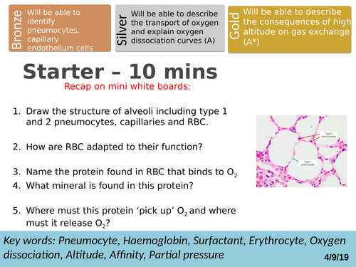 IB Biology OPTION D 6 (HL) - Transport of respiratory gases | Teaching ...