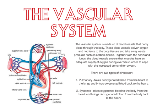 A Level PE Revision Posters - The Cardiovascular System | Teaching ...