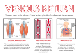 A Level PE Revision Posters - The Cardiovascular System | Teaching ...