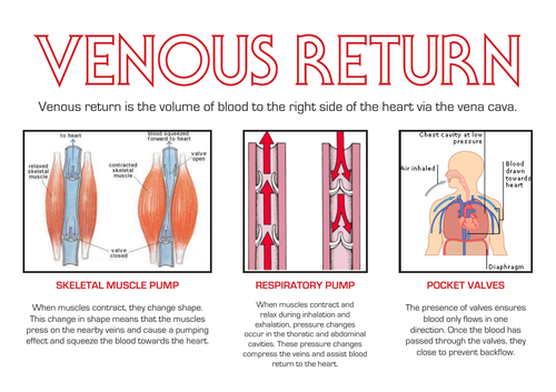 A Level PE Revision Posters - The Cardiovascular System | Teaching ...