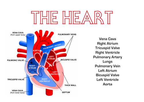 A Level PE Revision Posters - The Cardiovascular System | Teaching ...