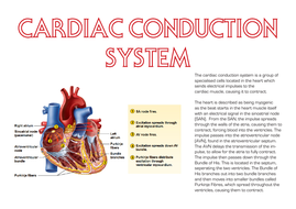 A Level PE Revision Posters - The Cardiovascular System | Teaching ...