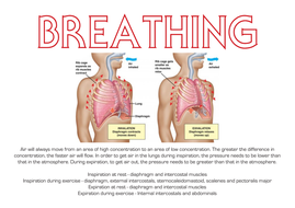 A Level PE Revision Posters - The Respiratory System | Teaching Resources