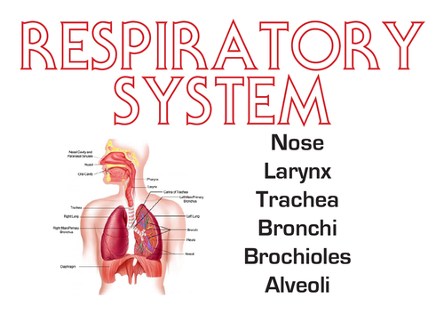 A Level PE Revision Posters - The Respiratory System | Teaching Resources