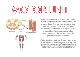 A Level PE Revision - The Neuromuscular System | Teaching Resources