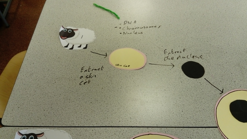 KS4 AQA GCSE Biology (Science) Cloning Lesson & Activities | Teaching ...
