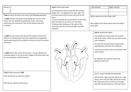 Heart Dissection Worksheet (non-modifiable) | Teaching Resources