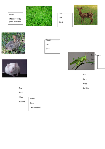 KS4 Food chains and Predator-Prey Cycles | Teaching Resources