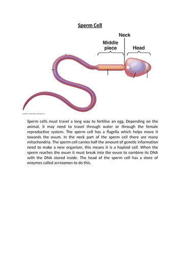 Specialised cells (RBC and sperm cell) | Teaching Resources