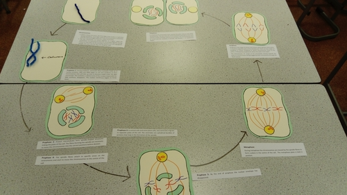 A Level Biology: Mitosis Lesson & Activities | Teaching Resources