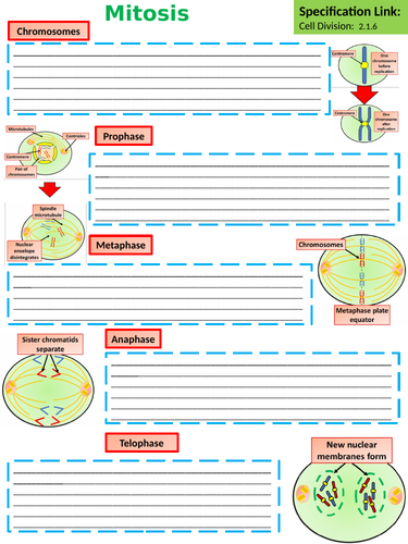 A Level Biology: Mitosis Lesson & Activities | Teaching Resources
