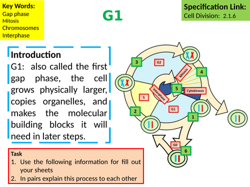 A Level Biology Cell Cycle Lesson & Activities | Teaching Resources