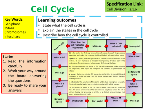 A Level Biology Cell Cycle Lesson & Activities | Teaching Resources